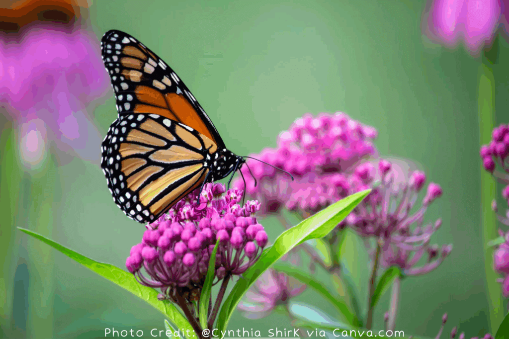 How Climate Change Affects Monarch Populations - Stemful