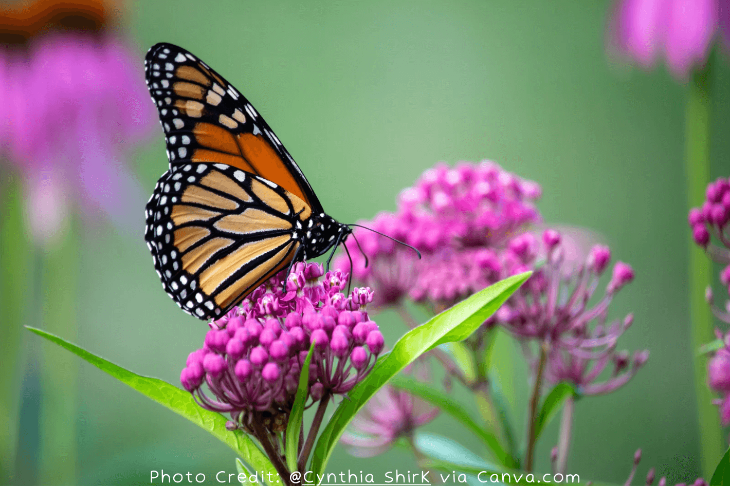 How Climate Change Affects Monarch Populations - Stemful